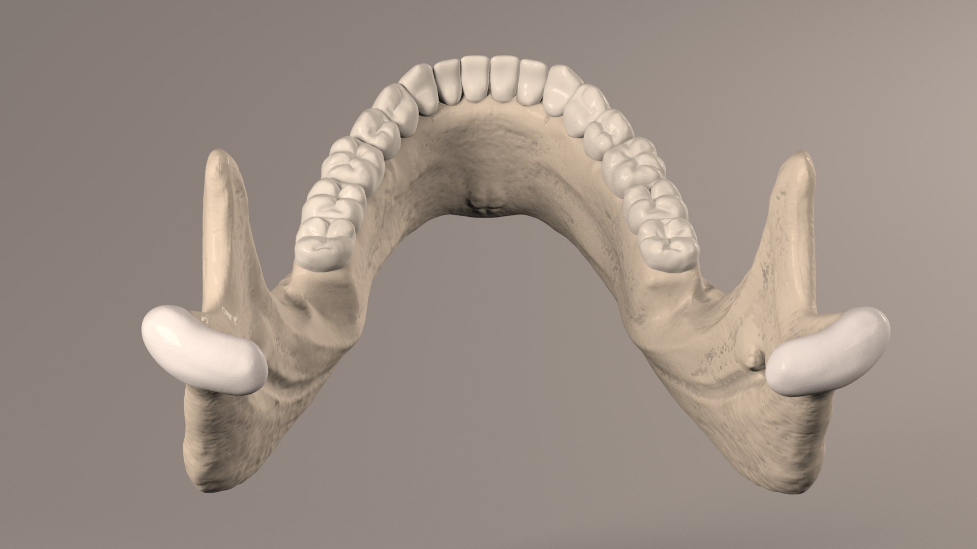 Lower Jaw With Lower Teeth Model - TurboSquid 1909201