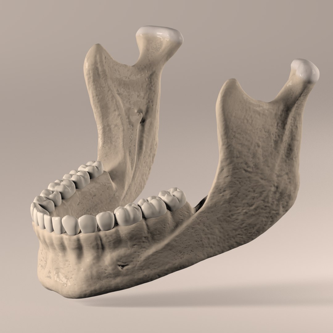 Lower Jaw with Lower Teeth model - TurboSquid 1909201