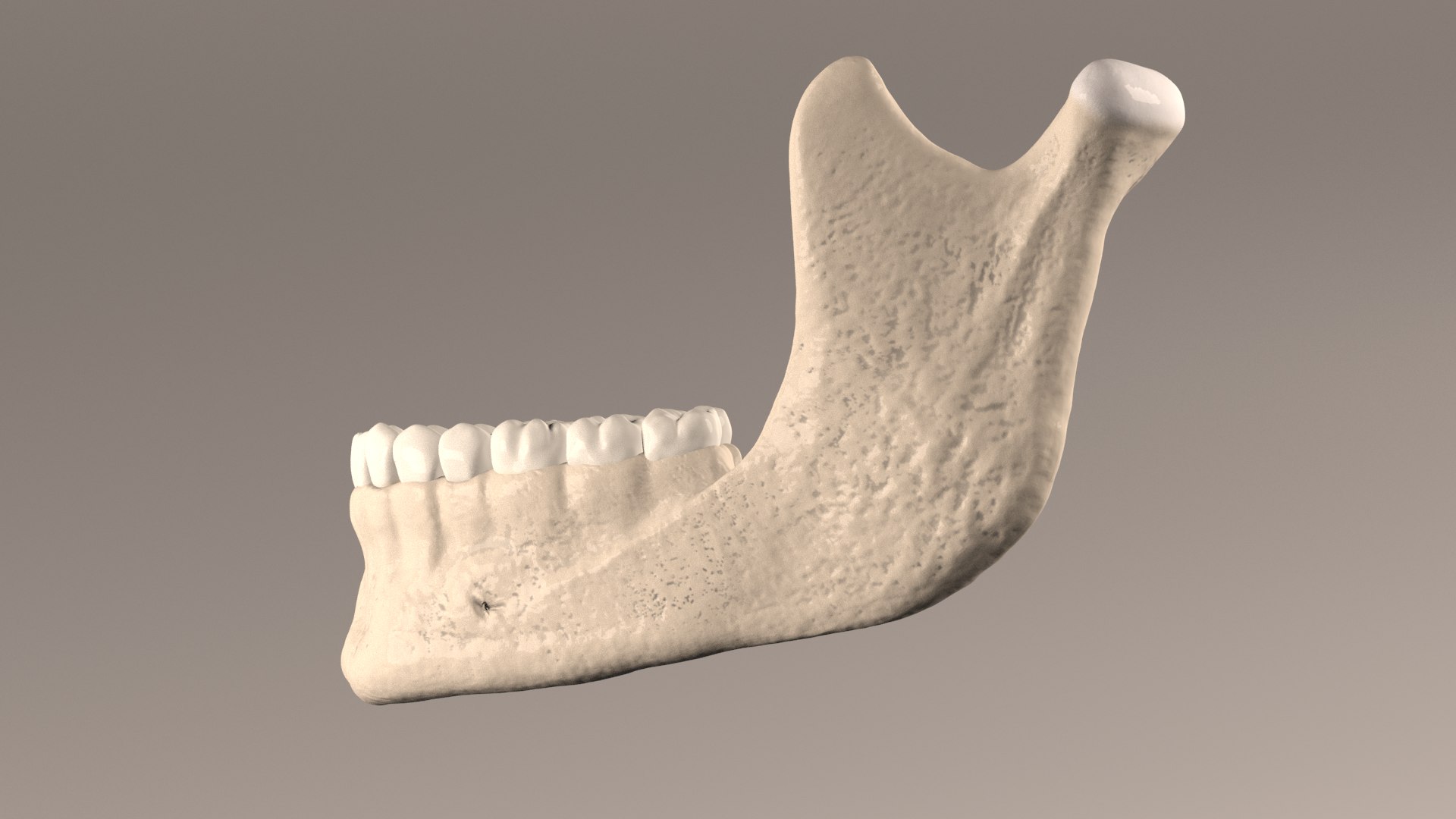 Lower Jaw With Lower Teeth Model - TurboSquid 1909201