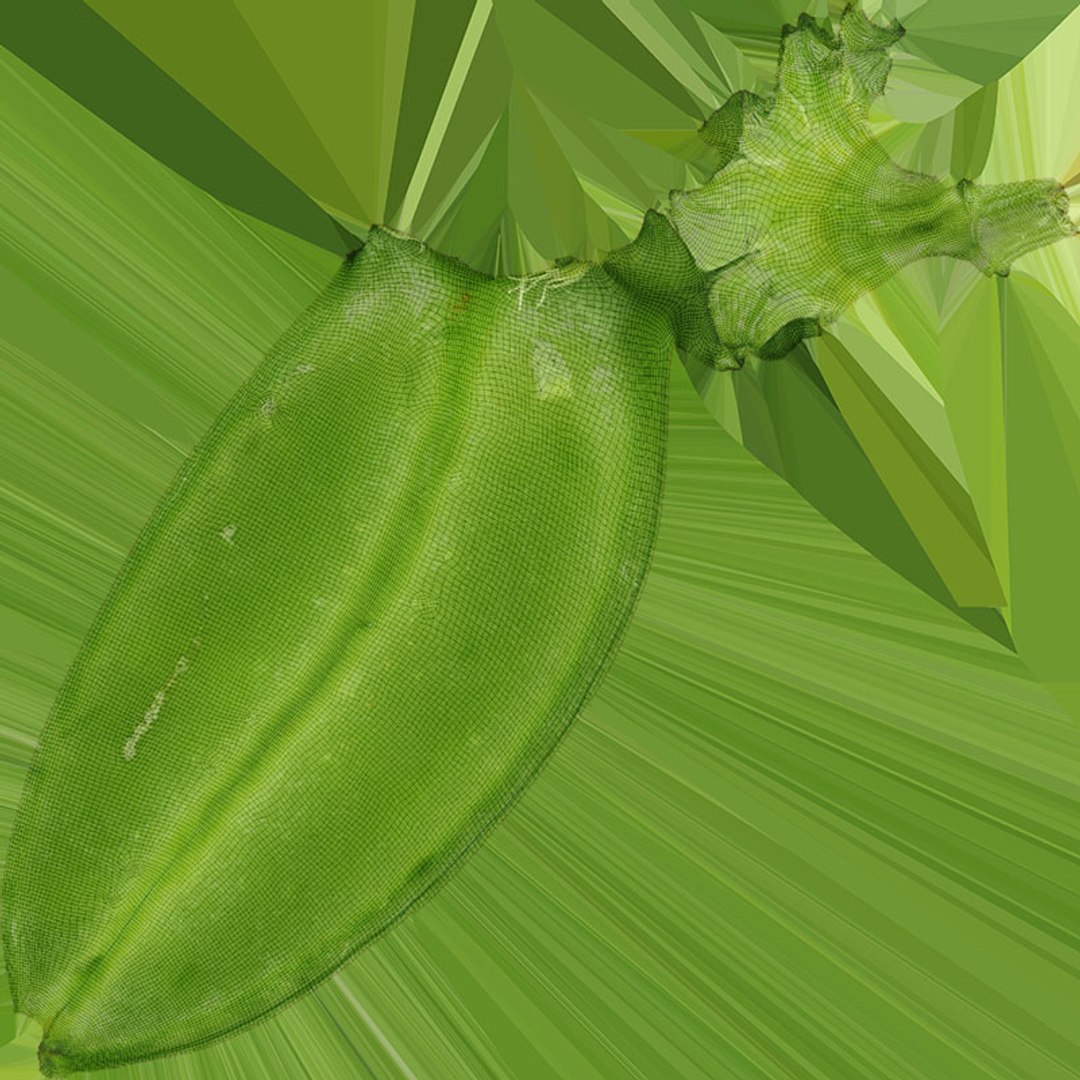 Snap Pea 02 3D Model - TurboSquid 2250015
