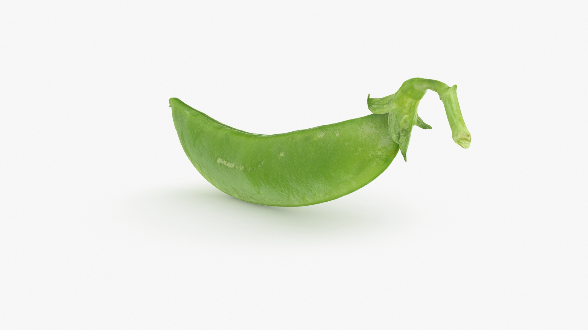 Snap Pea 02 3D Model - TurboSquid 2250015