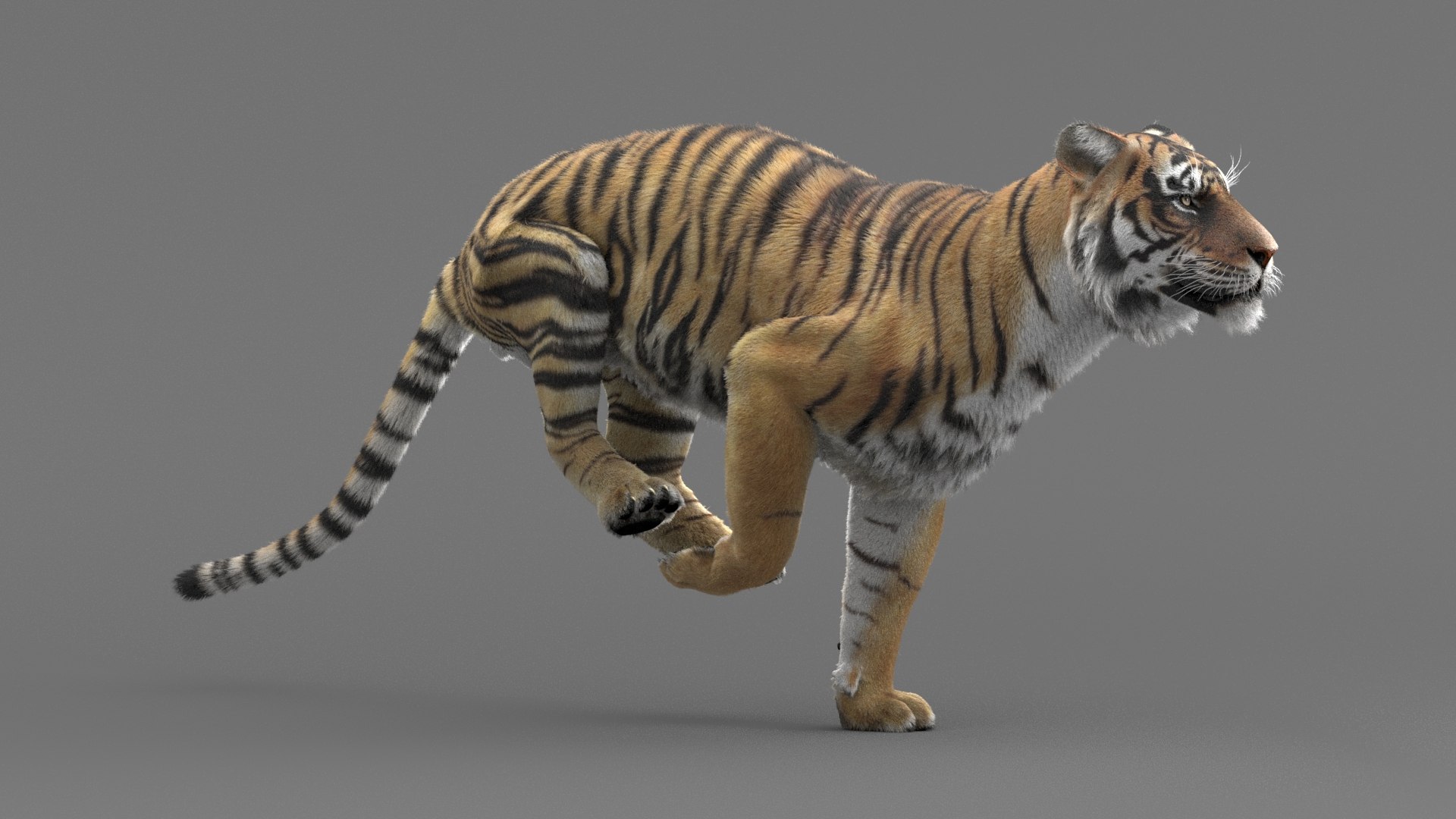 Realistic rigged tiger fur 3D model - TurboSquid 1435994