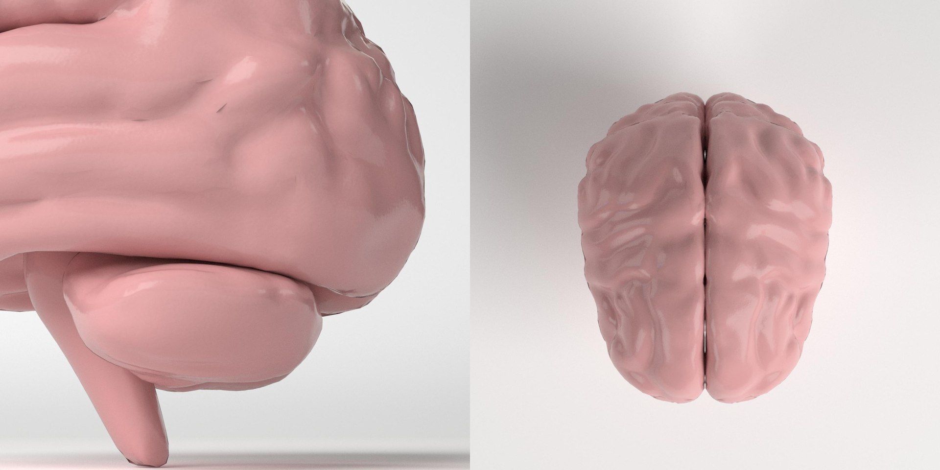 Stylized Human Brain 3D Model - TurboSquid 2112055