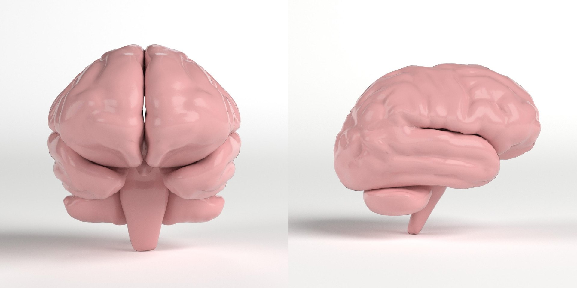 Stylized Human Brain 3D Model - TurboSquid 2112055