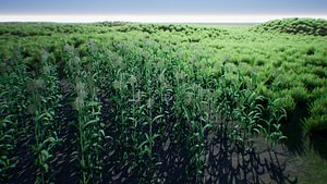 Corn Stalk 3D Models for Download | TurboSquid