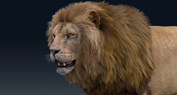 Lion Rigged FUR 1 3D - TurboSquid 1763458