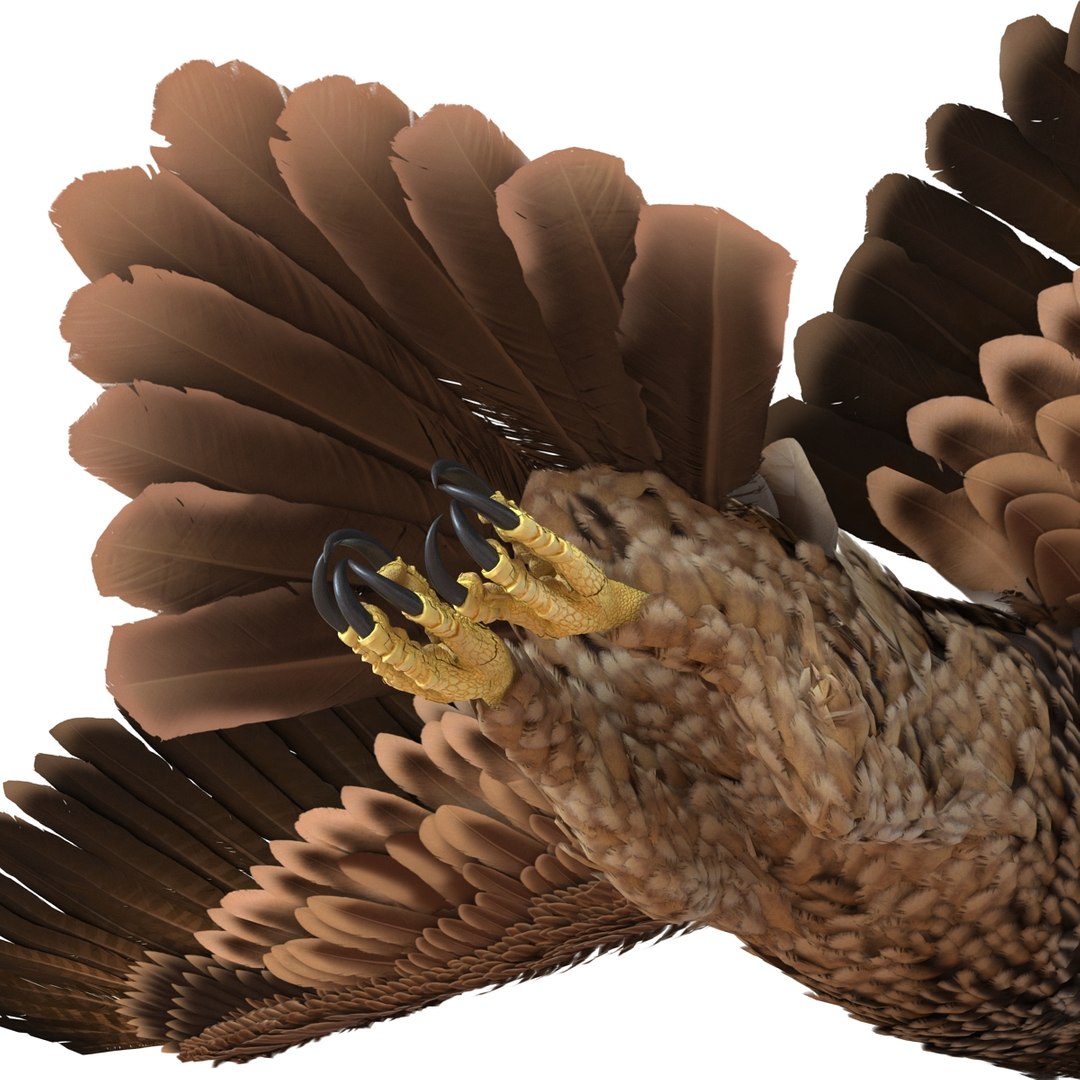 Imperial Eagle Pose 7 C4d