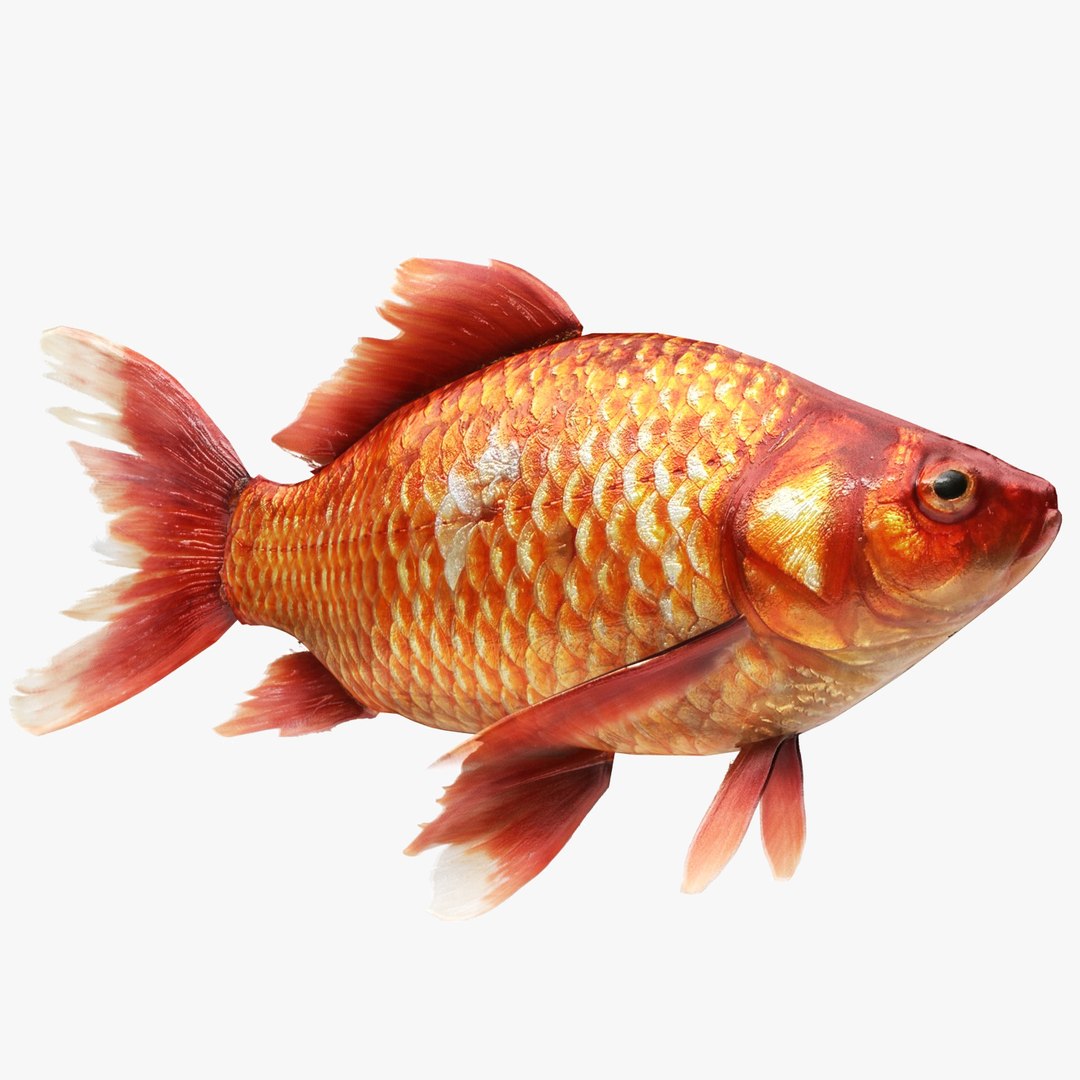 Realistic Gold Fish 3D - TurboSquid 1479655