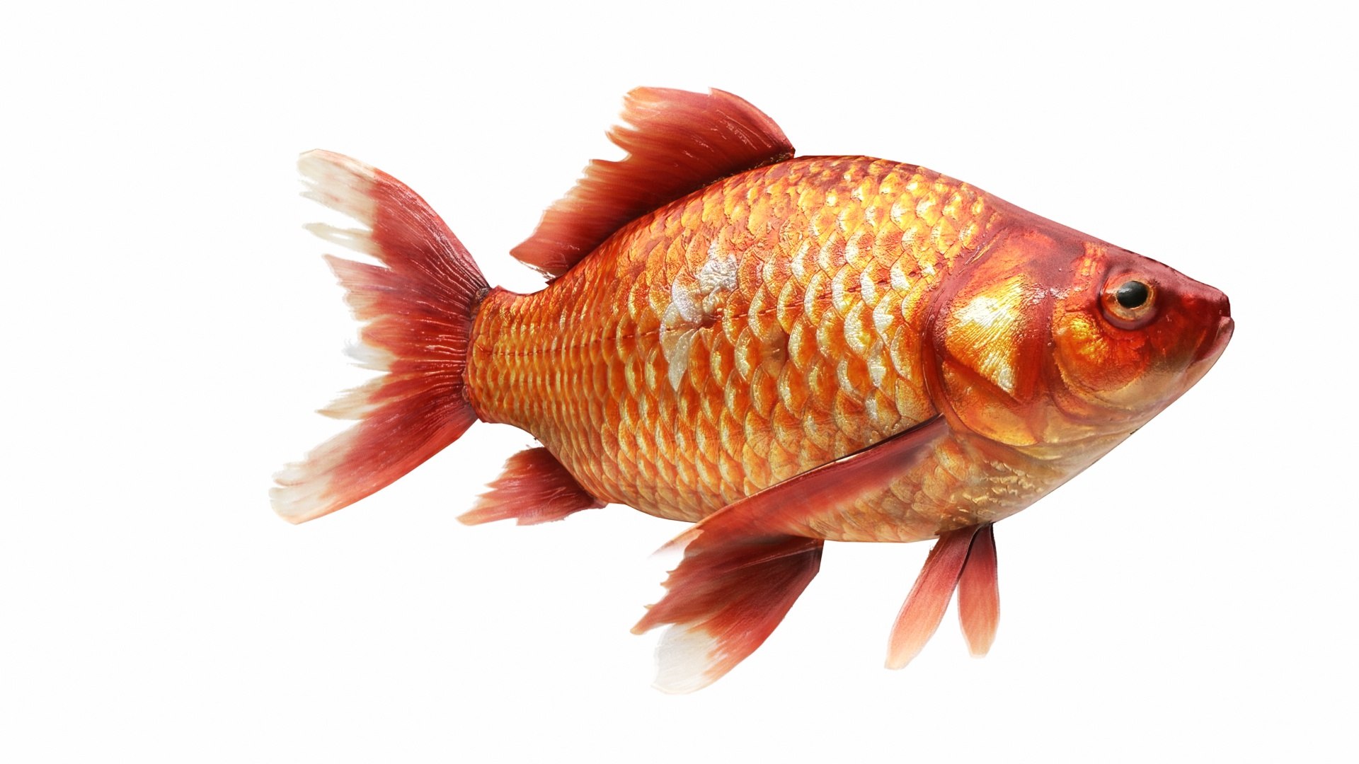 Realistic Gold Fish 3D - TurboSquid 1479655