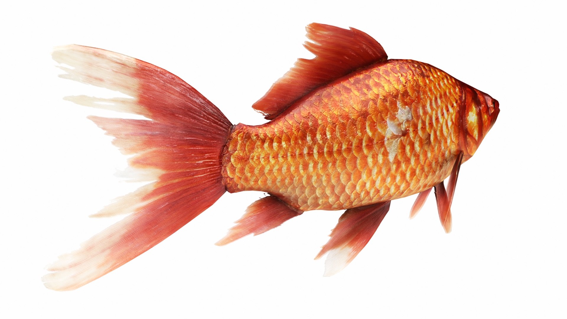 Realistic Gold Fish 3D - TurboSquid 1479655