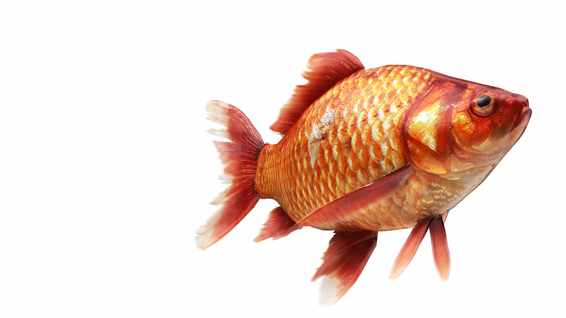 Realistic Gold Fish 3D - TurboSquid 1479655
