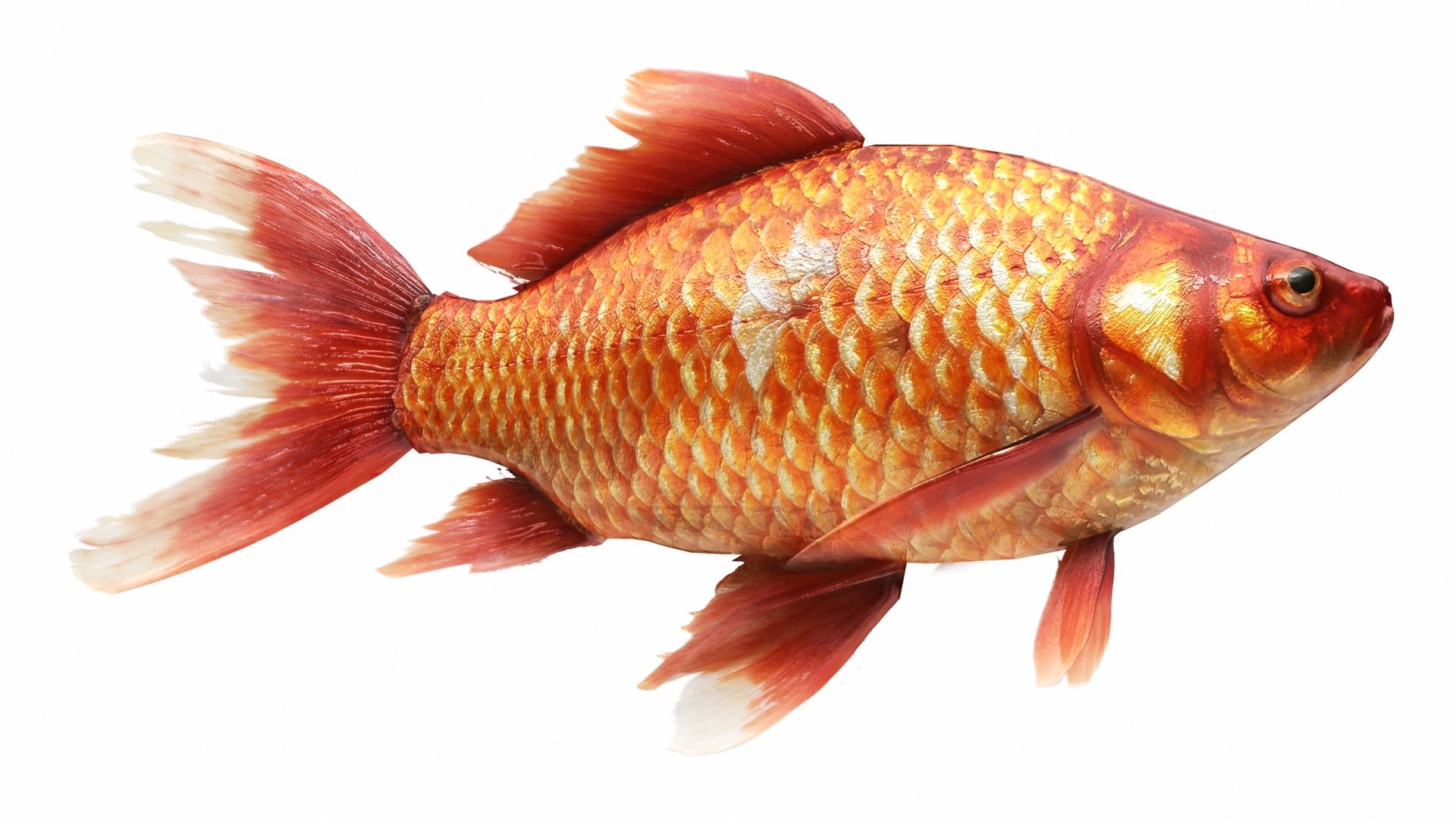 Realistic Gold Fish 3D - TurboSquid 1479655