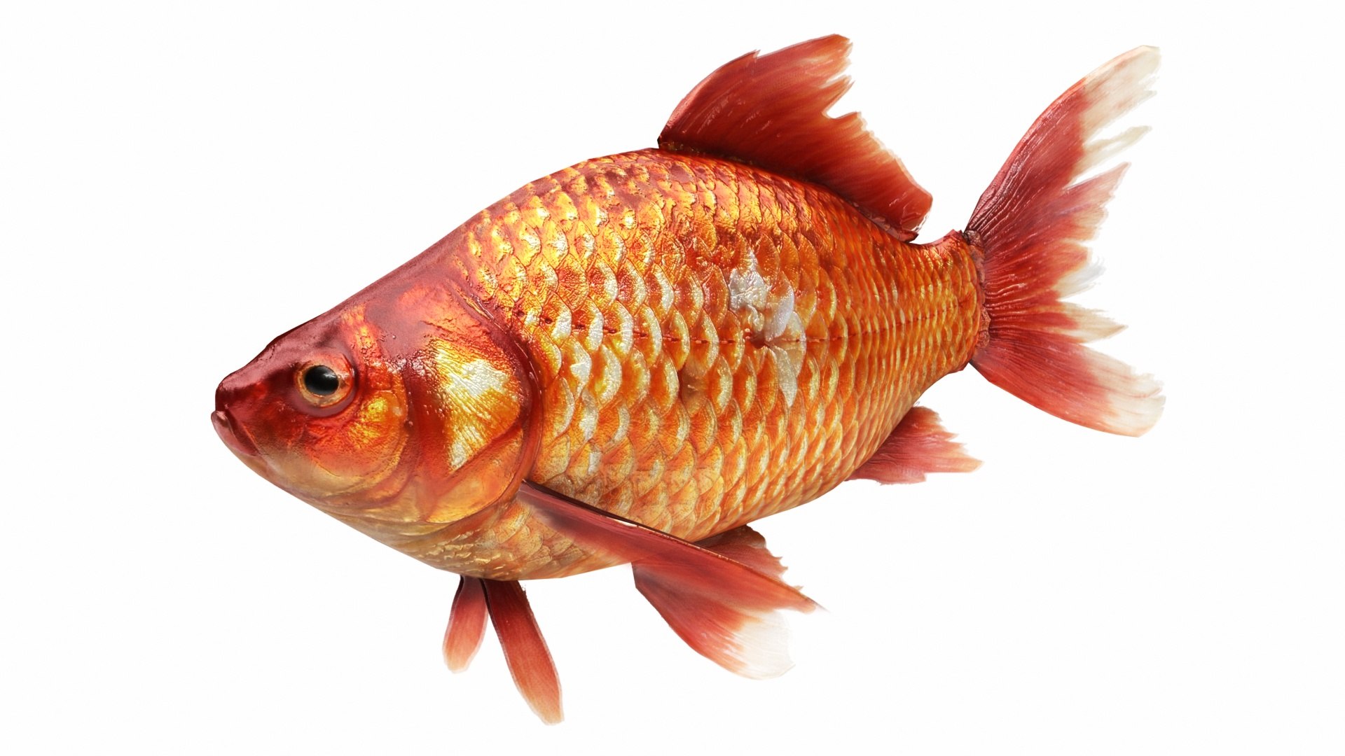 Realistic Gold Fish 3D - TurboSquid 1479655