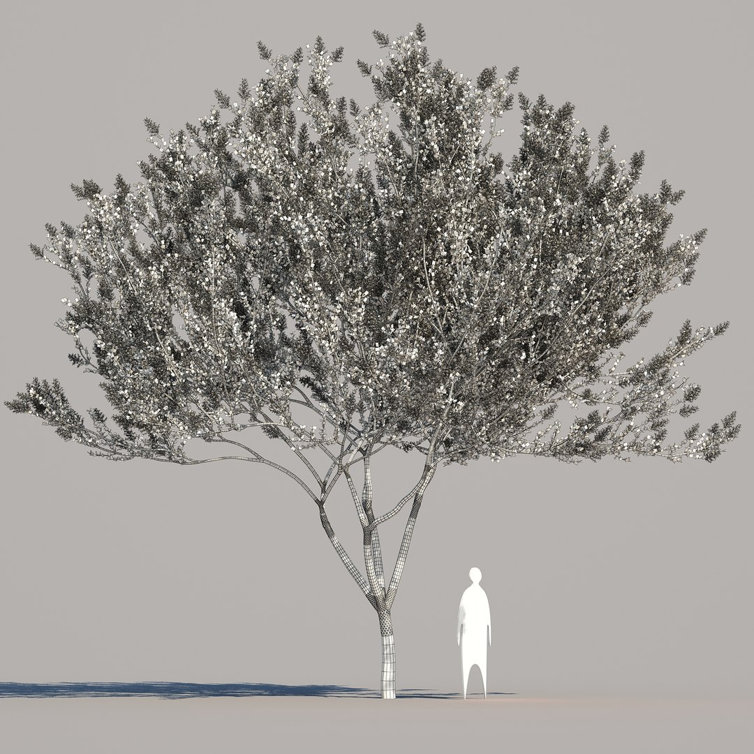2 4 Tree Flowers 3d Model