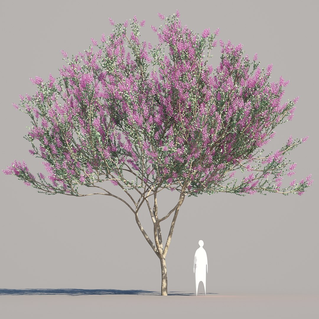 2 4 Tree Flowers 3d Model