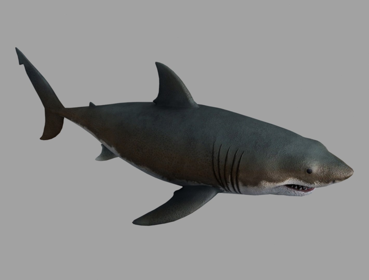 3D White Shark Model - TurboSquid 1568766