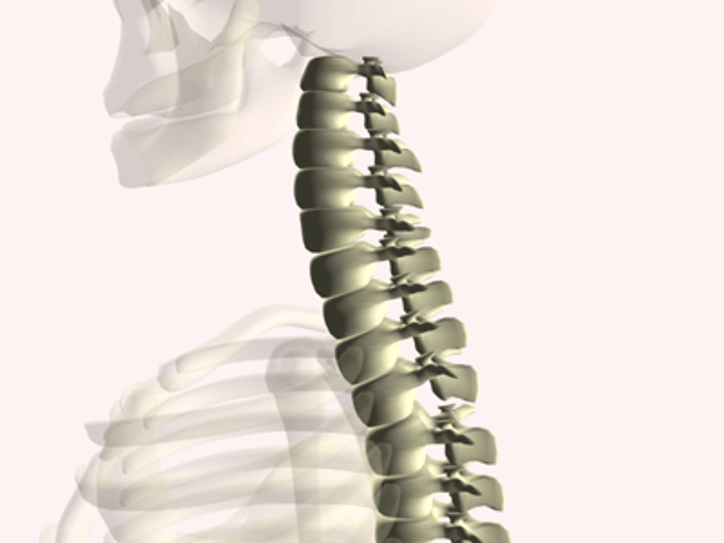 Accurate Human Skeleton 3d Model