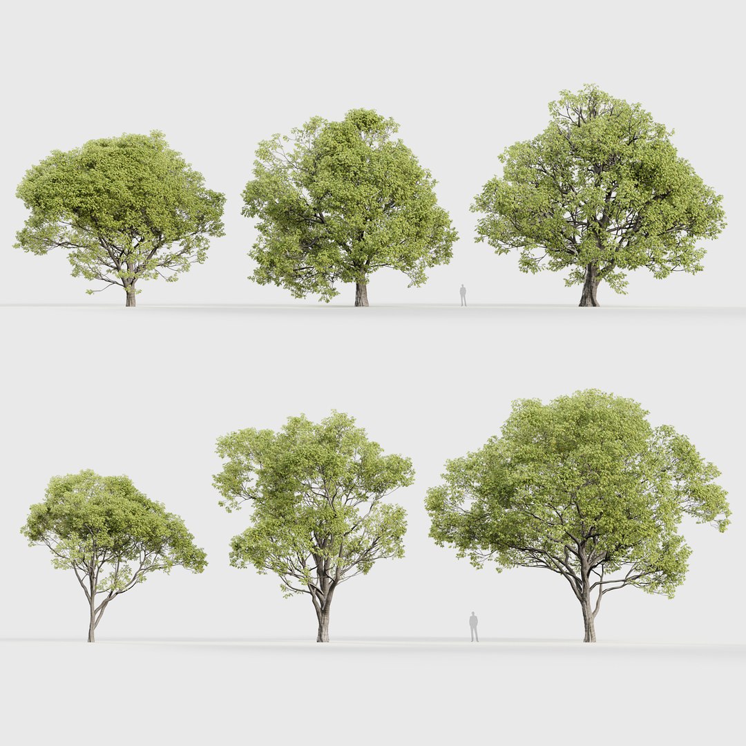 Celtis Australis 3D Model - TurboSquid 2110535