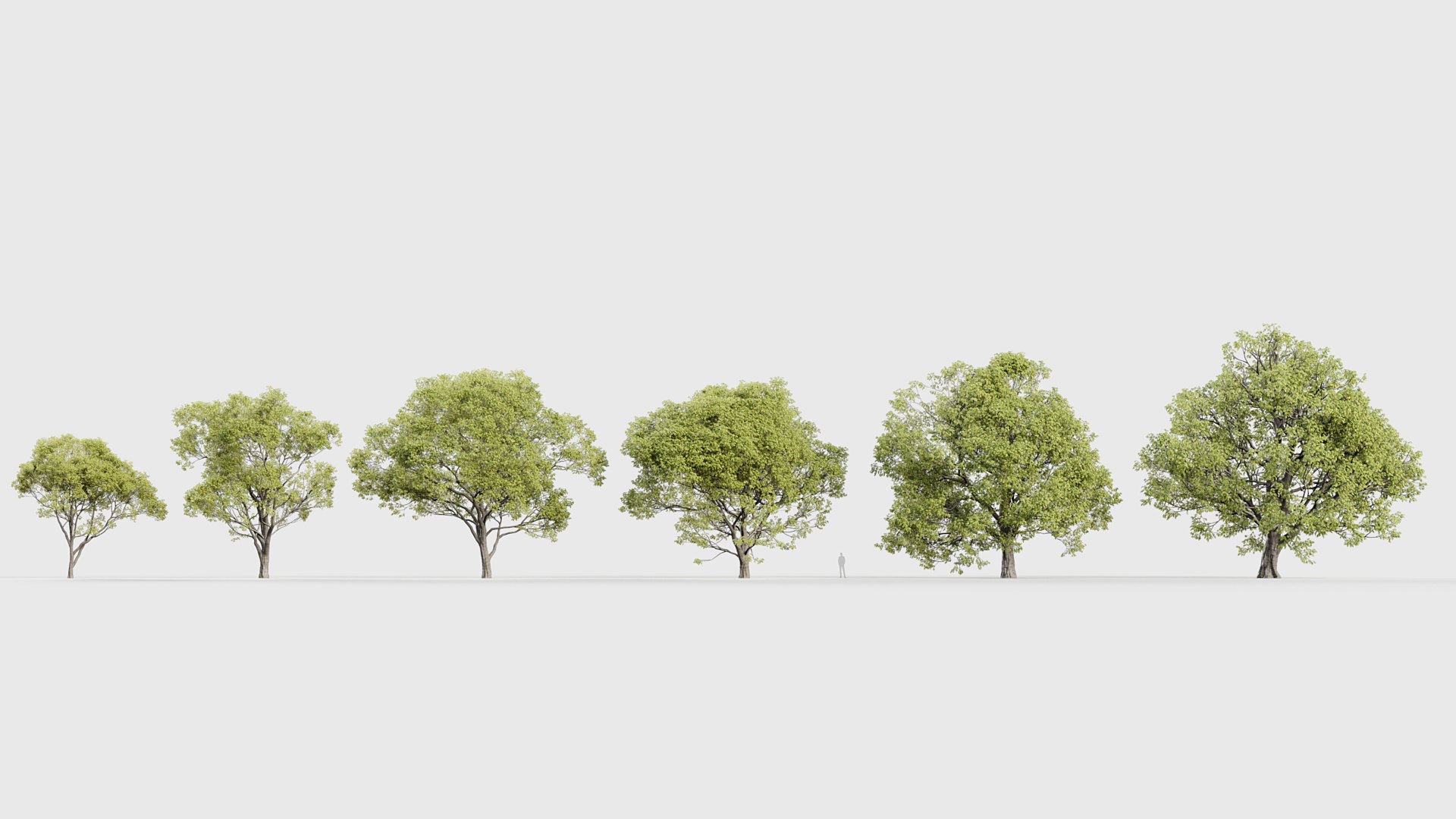 Celtis Australis 3D Model - TurboSquid 2110535