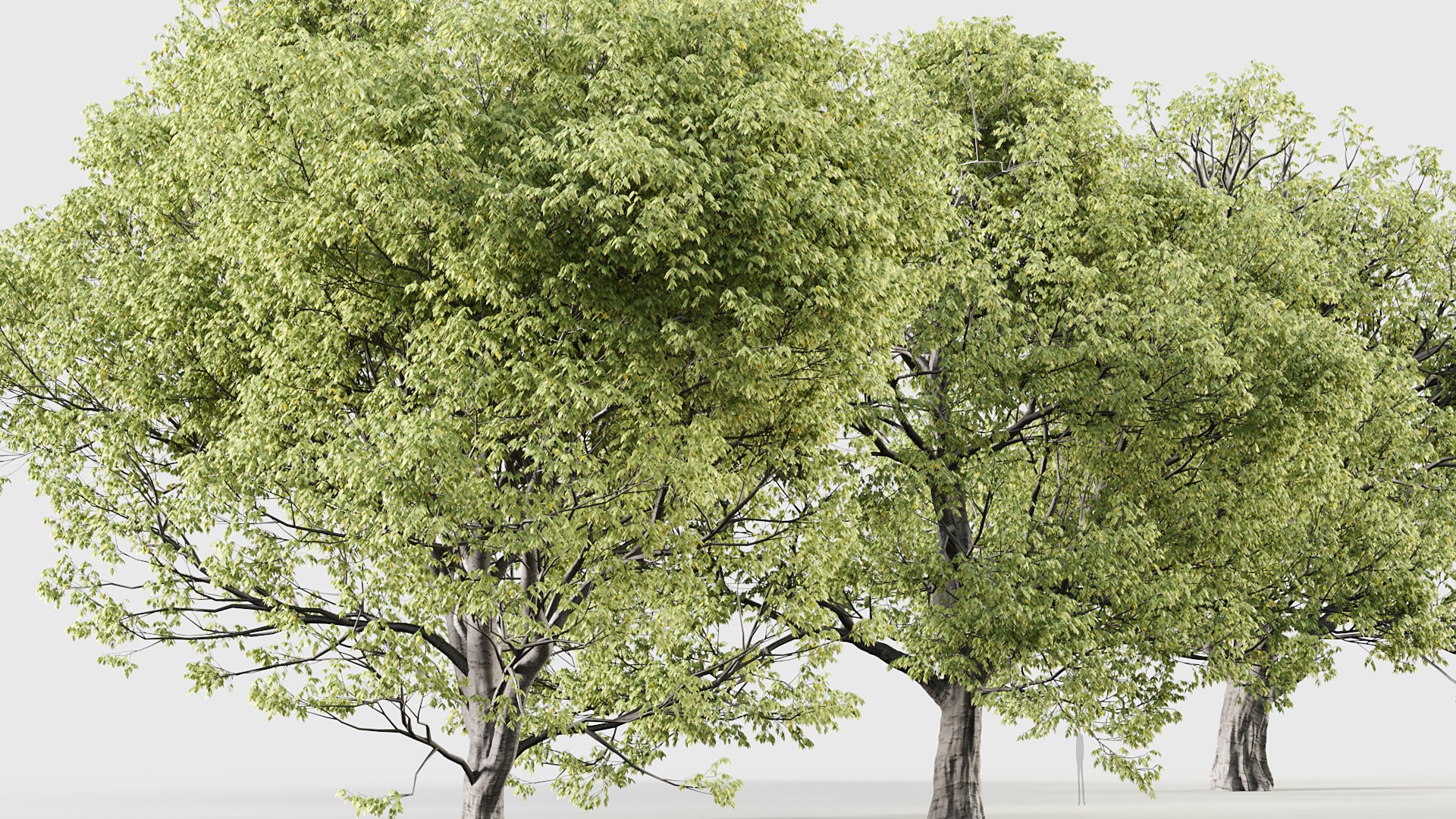 Celtis Australis 3D Model - TurboSquid 2110535
