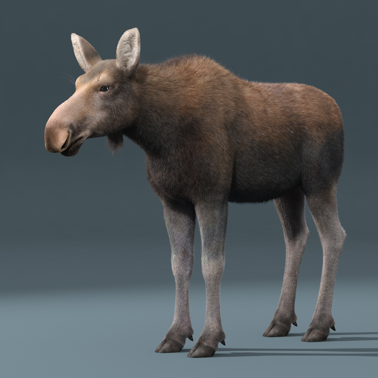 3d moose female fur