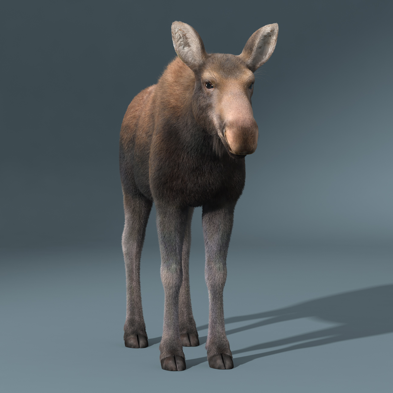 3d moose female fur