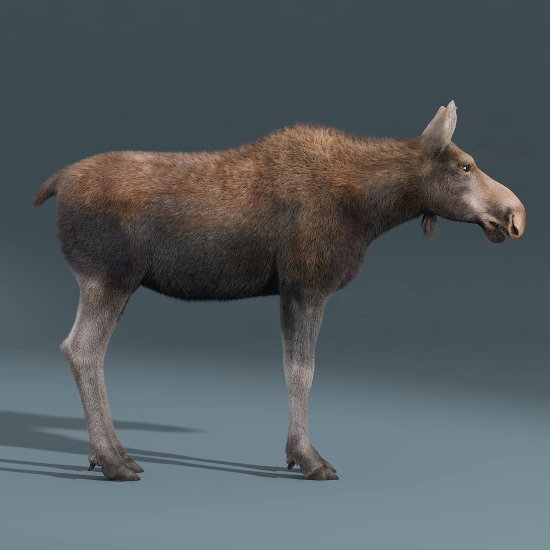 3d moose female fur