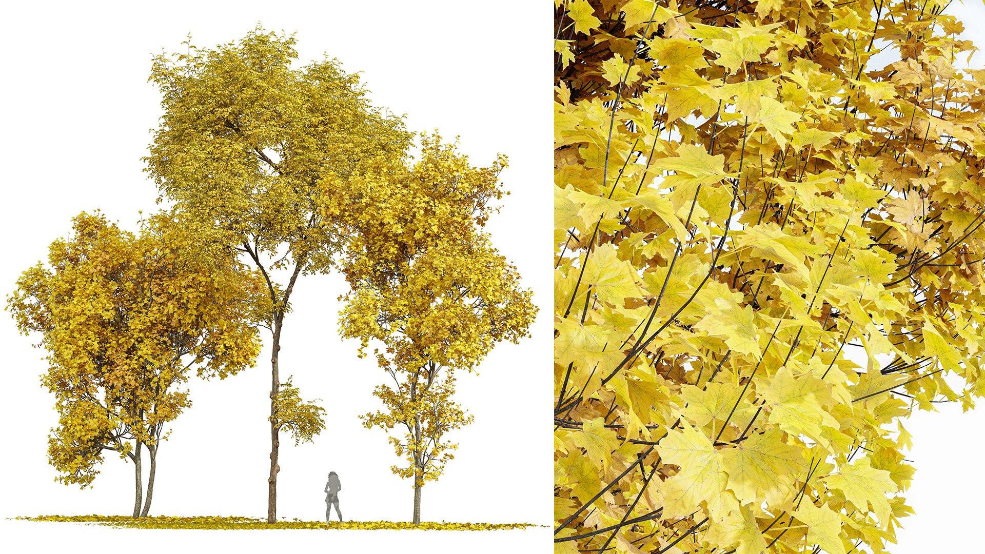 Acer Saccharinum Fall 3D Model - TurboSquid 2147641