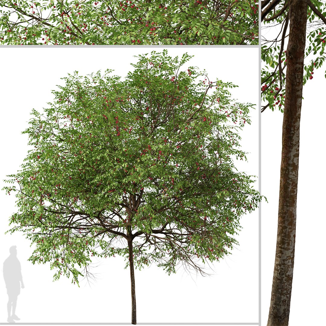 3D Model Set Of Catalina Cherry Or Prunus Ilicifolia Tree - TurboSquid ...