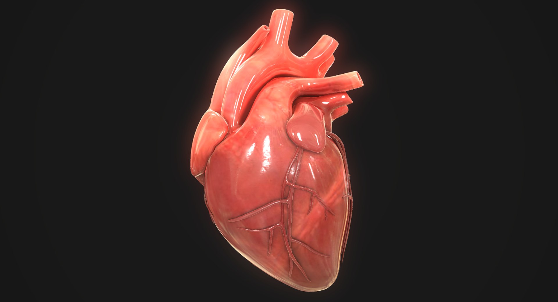 3D Human Heart - TurboSquid 1423011