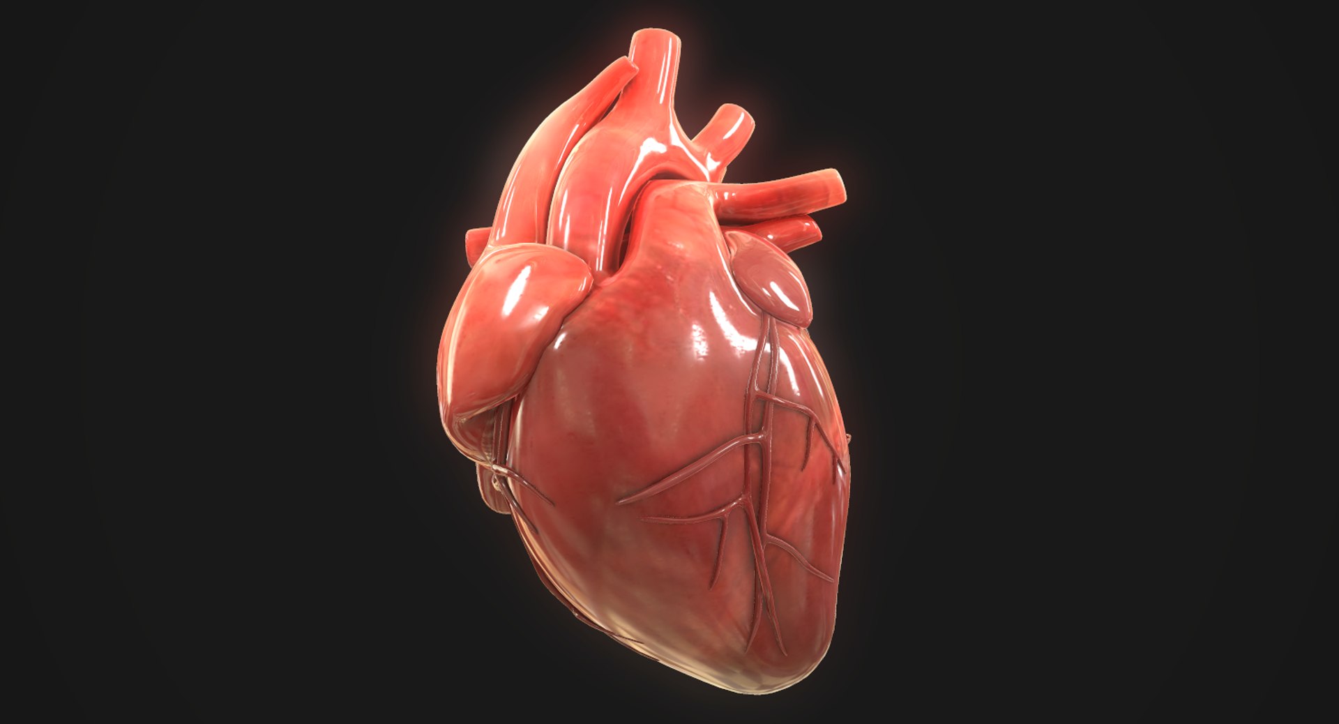 3D Human Heart - TurboSquid 1423011