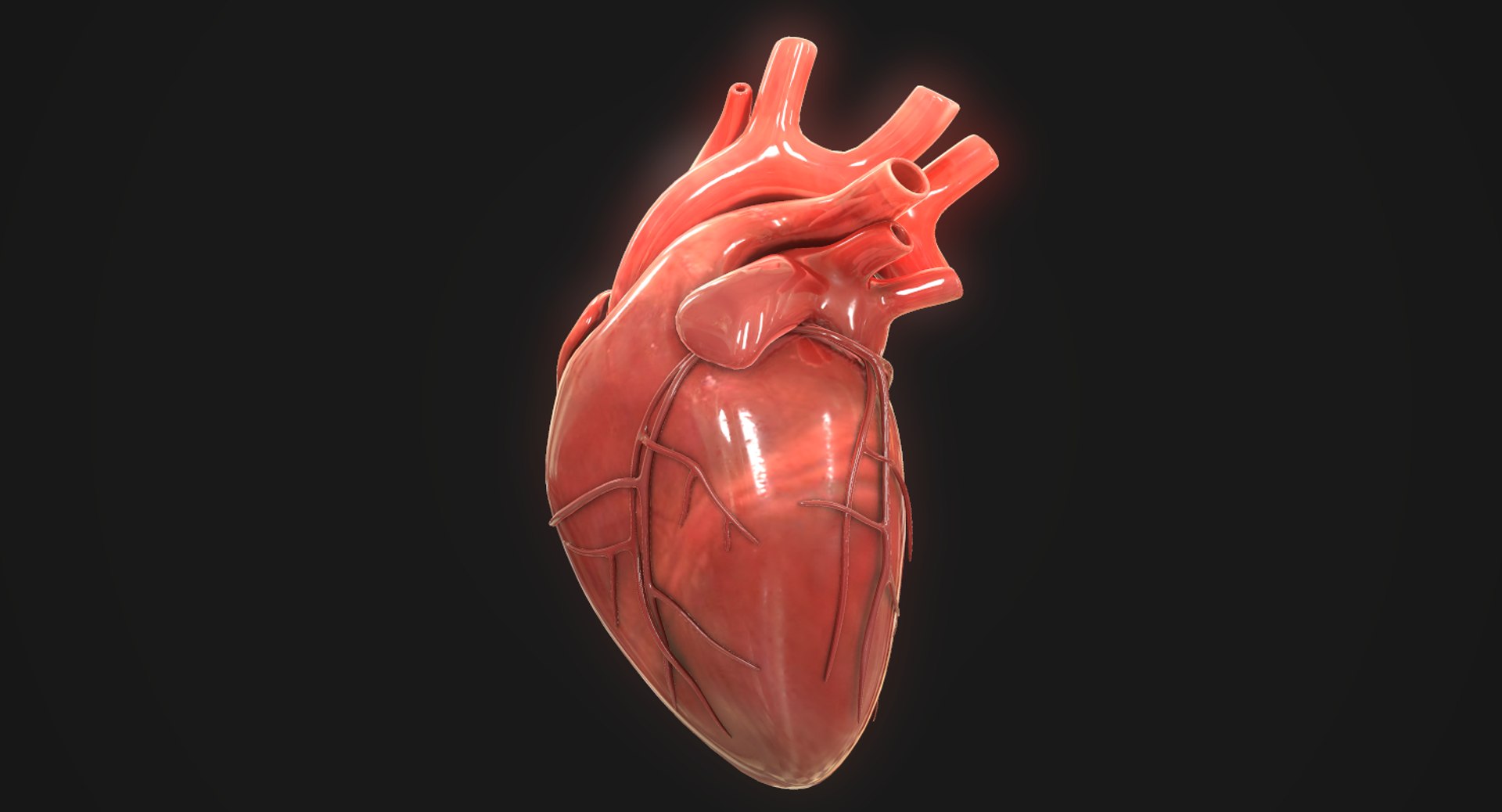3D Human Heart - TurboSquid 1423011
