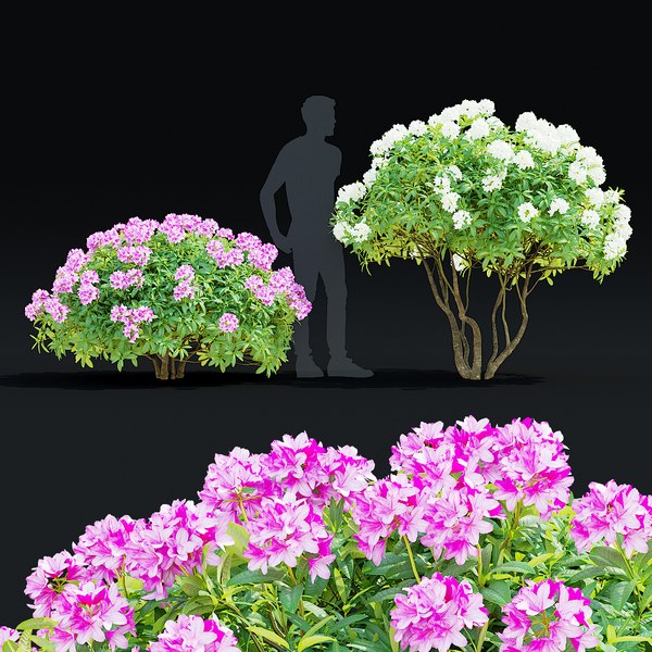 Azalea 3D Models for Download | TurboSquid