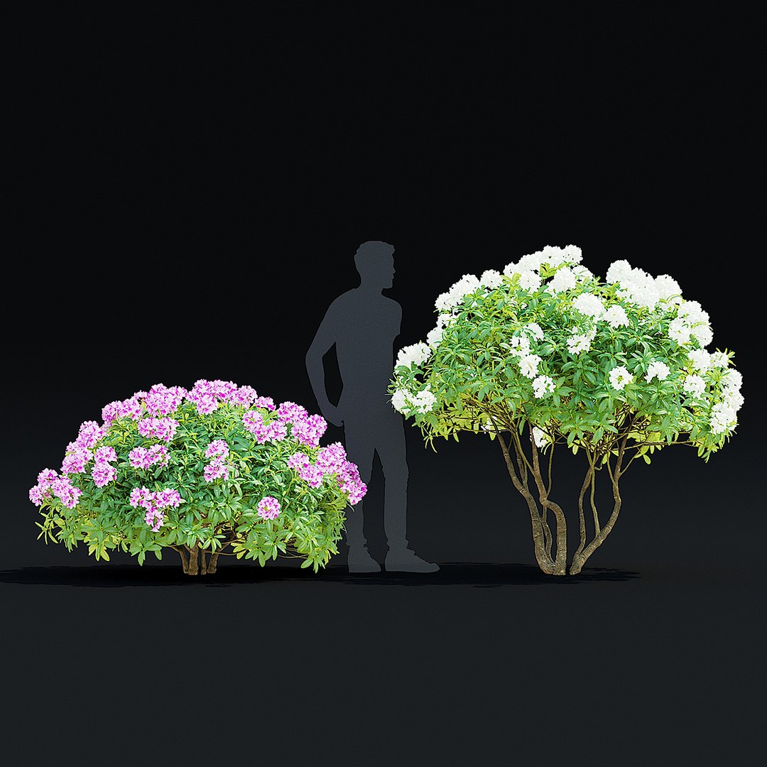 Rhododendron Hybrida Model - TurboSquid 2060249