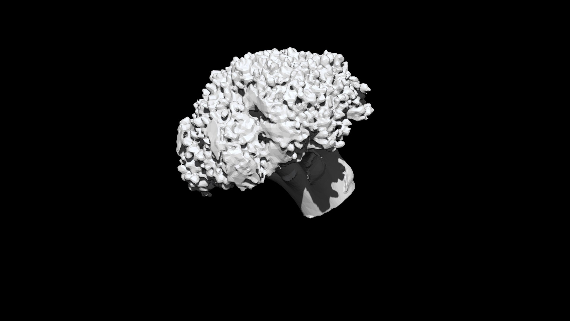 Broccoli Cut 3D CT Scan Model 5 Decimate30percent 3D Model - TurboSquid ...