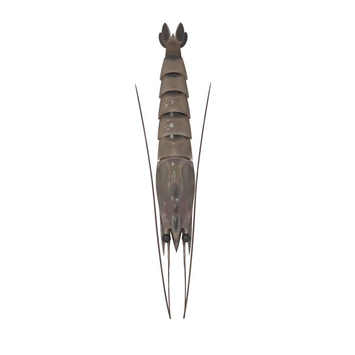 3D shrimp seafood prawn model - TurboSquid 1448781