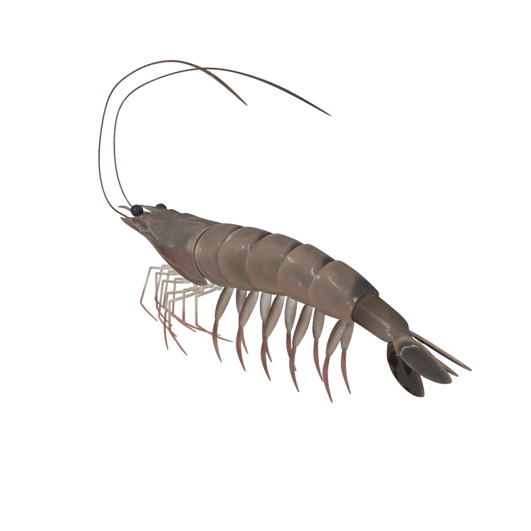 3D Shrimp Seafood Prawn Model - TurboSquid 1448781
