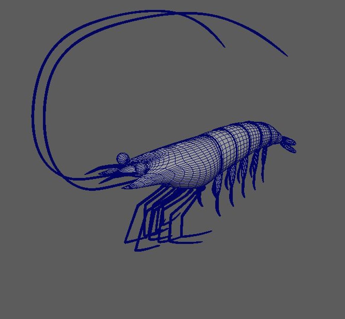 3D Shrimp Seafood Prawn Model - TurboSquid 1448781