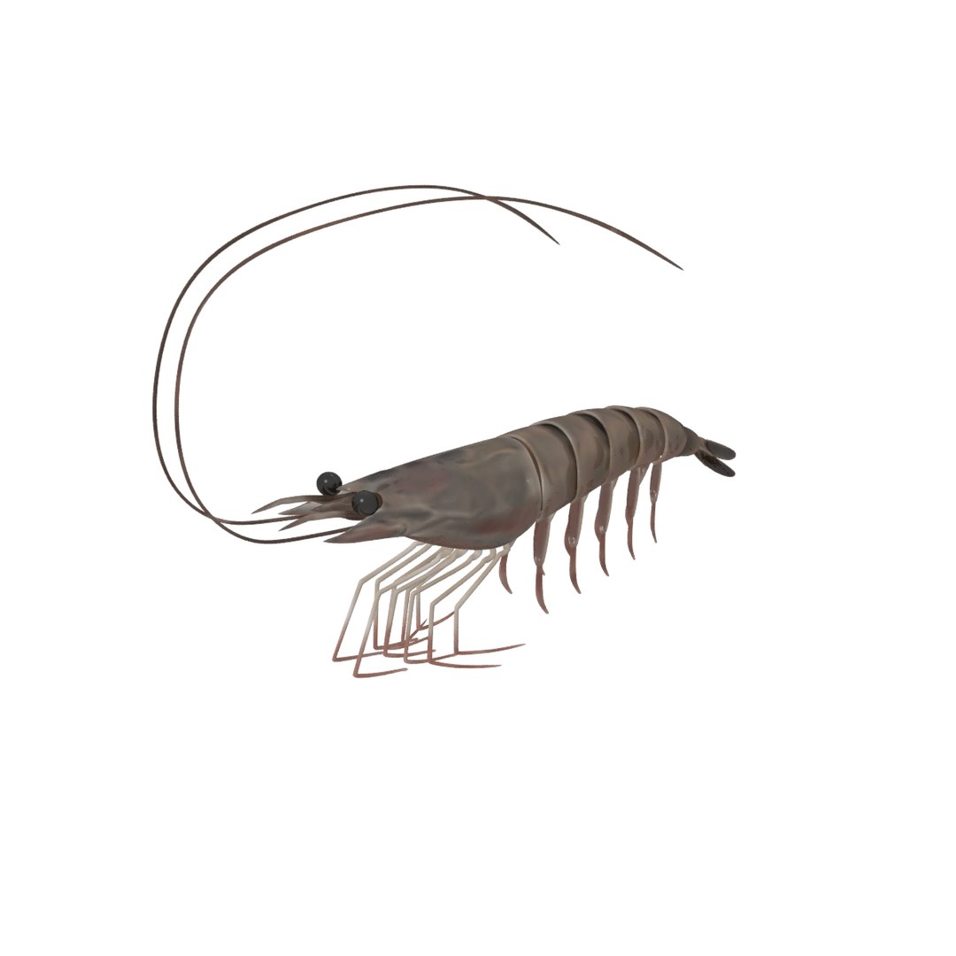3D Shrimp Seafood Prawn Model - TurboSquid 1448781