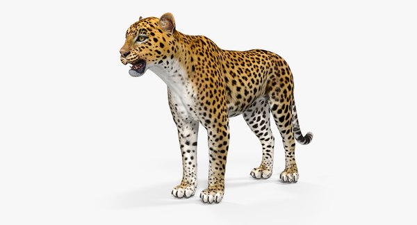 Leopard 3D model - TurboSquid 1297547