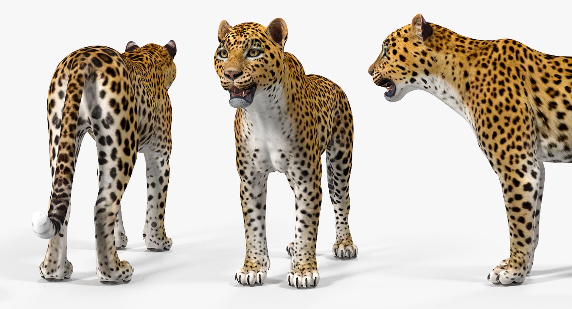 Leopard 3D Model - TurboSquid 1297547