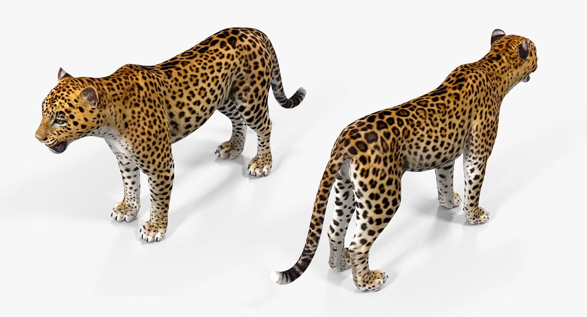 Leopard 3D Model - TurboSquid 1297547