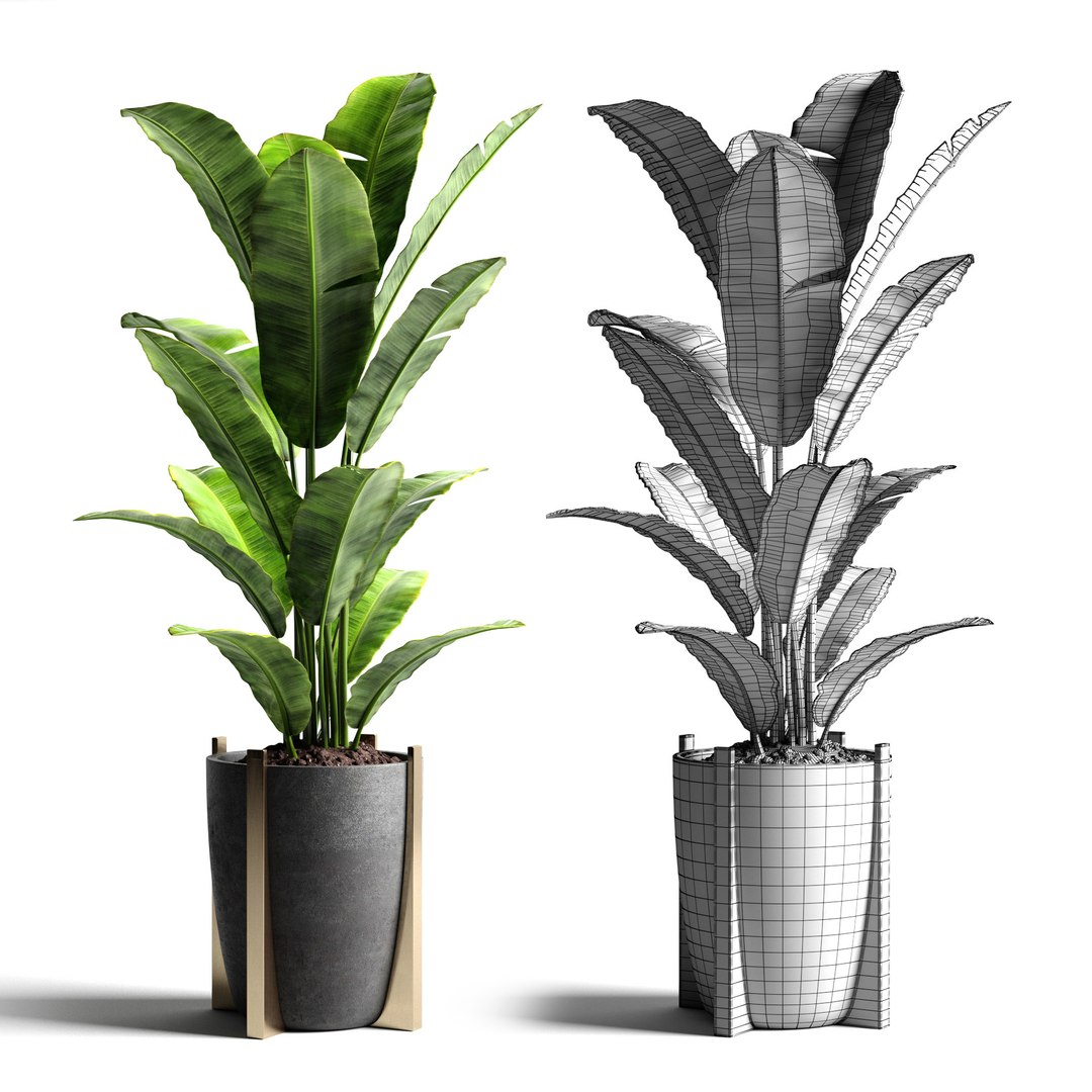 3D Banana Tree Model - TurboSquid 1504060