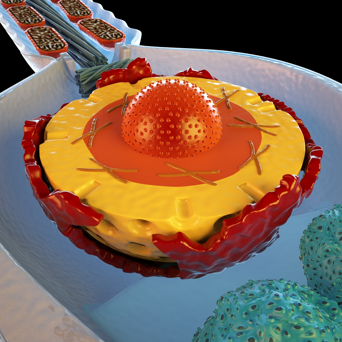 microscopic 3d model