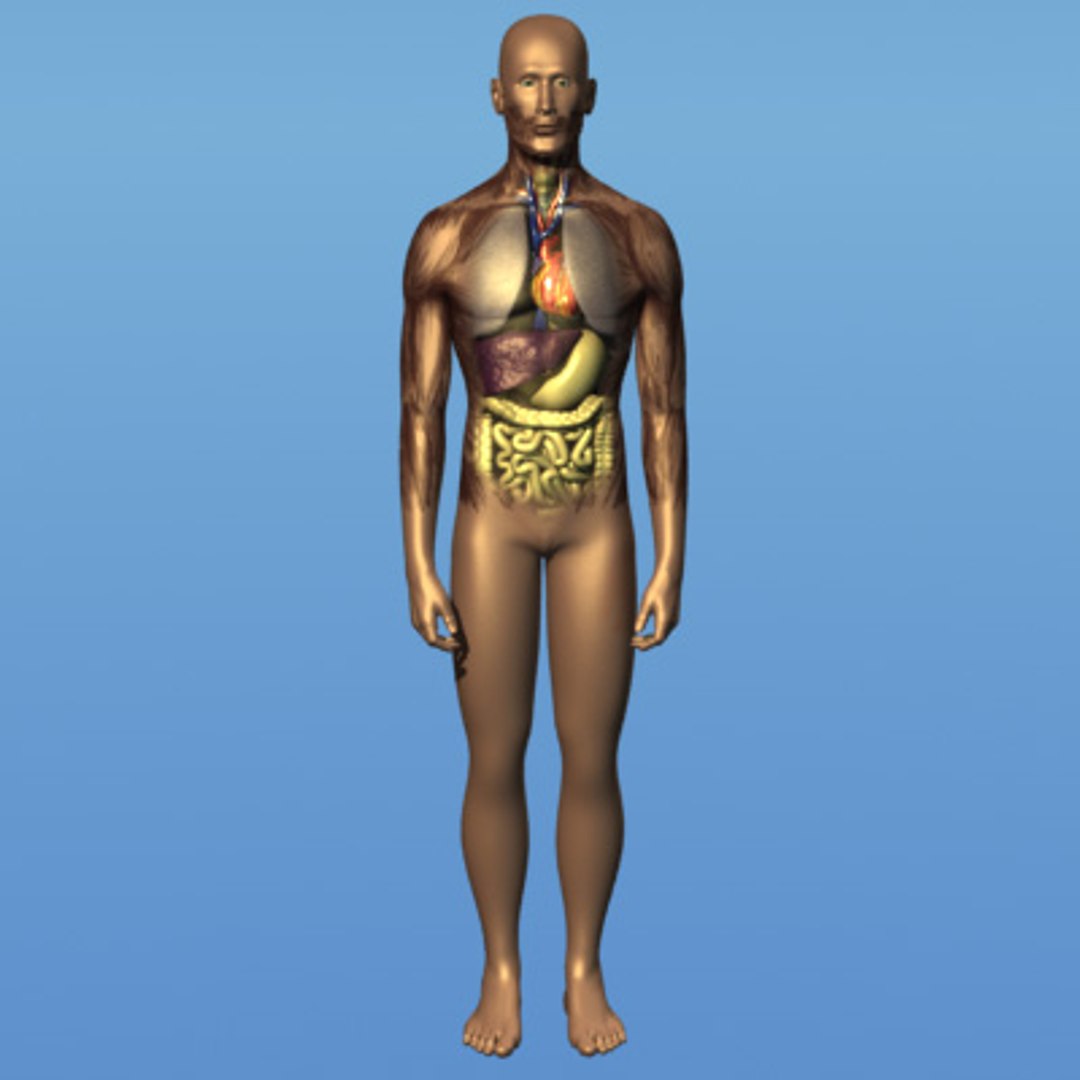 Human Body Organs 3d Model
