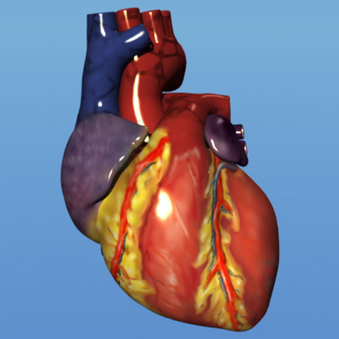 Human Body Organs 3d Model