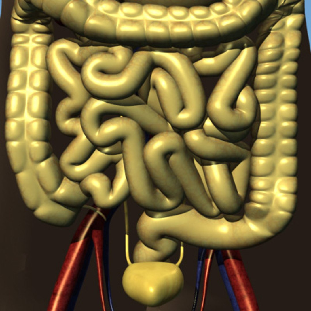 Human Body Organs 3d Model