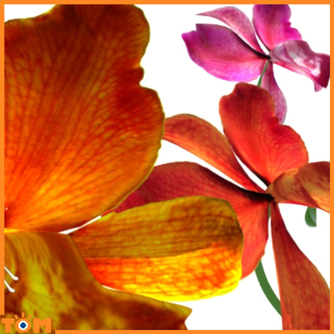 orchid flowers 3d model