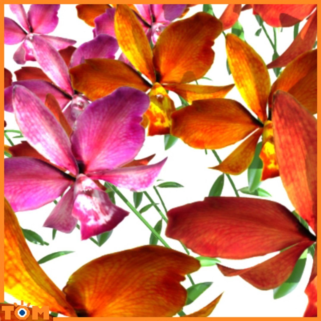 orchid flowers 3d model