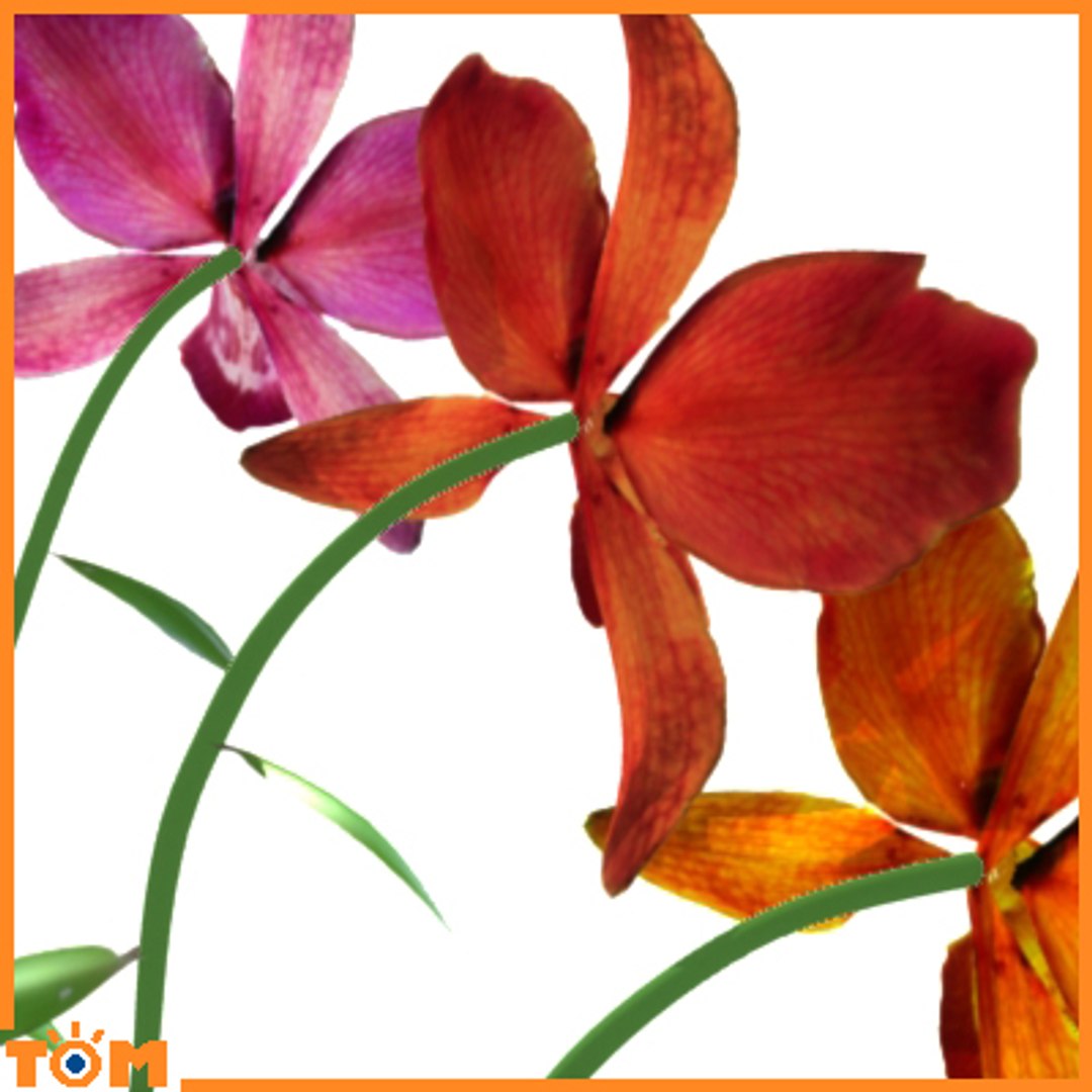 orchid flowers 3d model